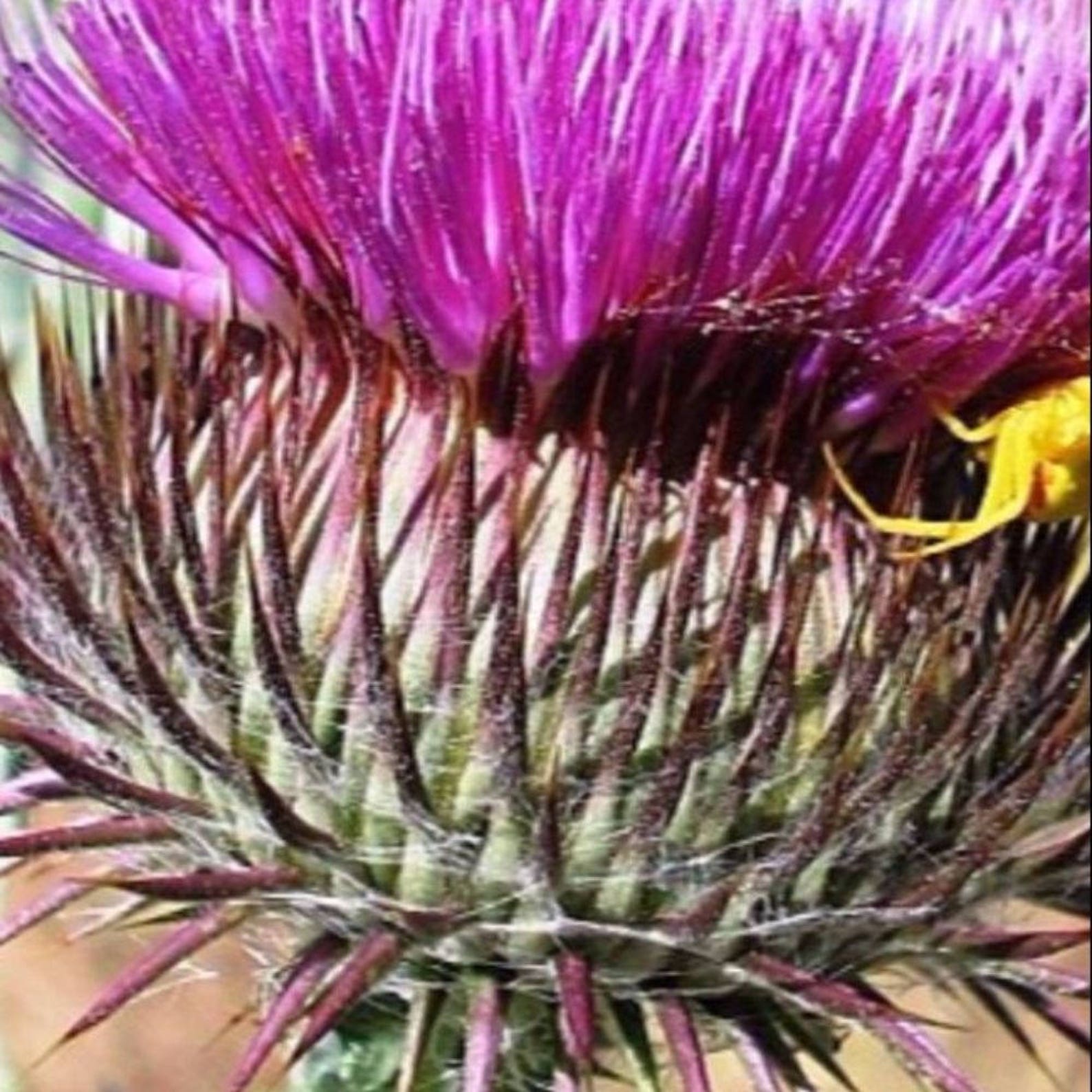 Scotch Thistle Seeds (onopordon Acanthium) Packet of 30 Seeds - Palm ...