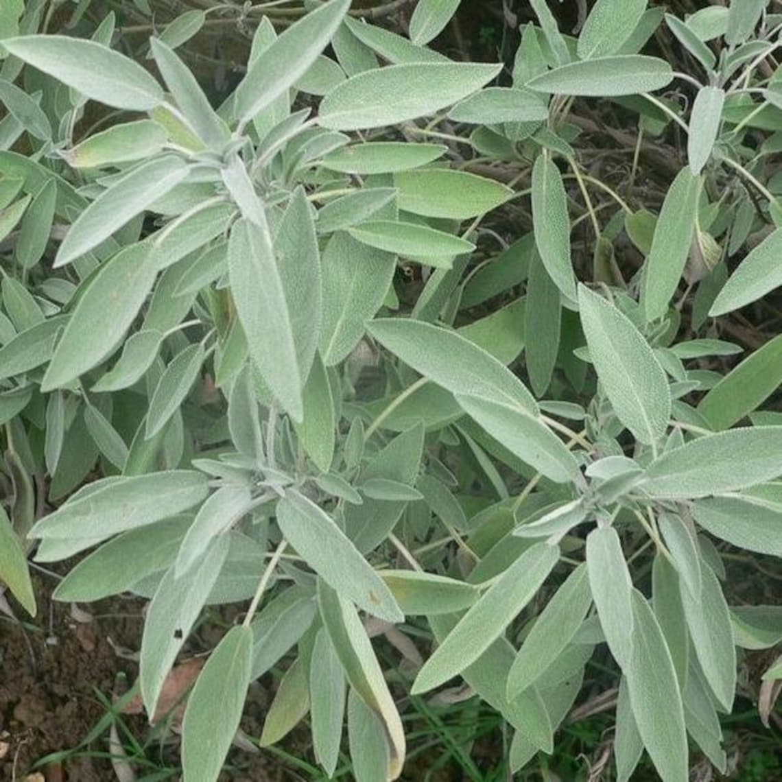 Broad Leaf Sage Seeds salvia Officinalis Packet of 25 Seeds Palm Beach ...