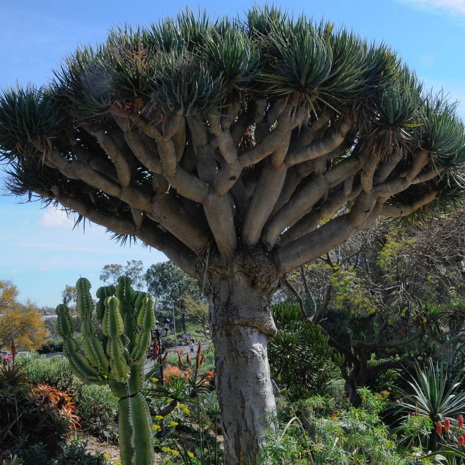 Dragon Tree Seeds (dracaena Draco) Packet of 10 Seeds - Palm Beach Seed ...