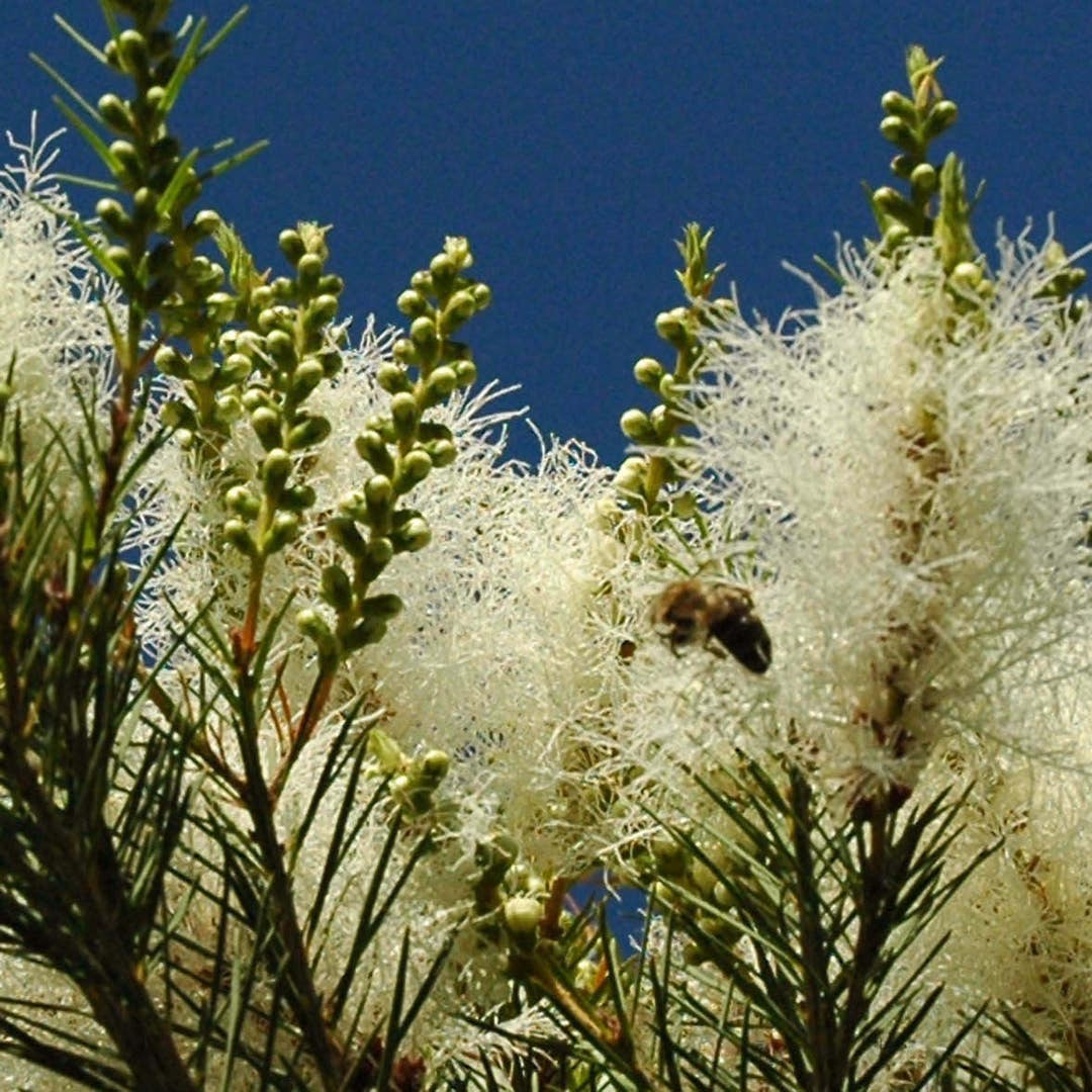 Australian Tea Tree Seeds (melaleuca Alternifolia) 50+ Seeds in Frozen ...