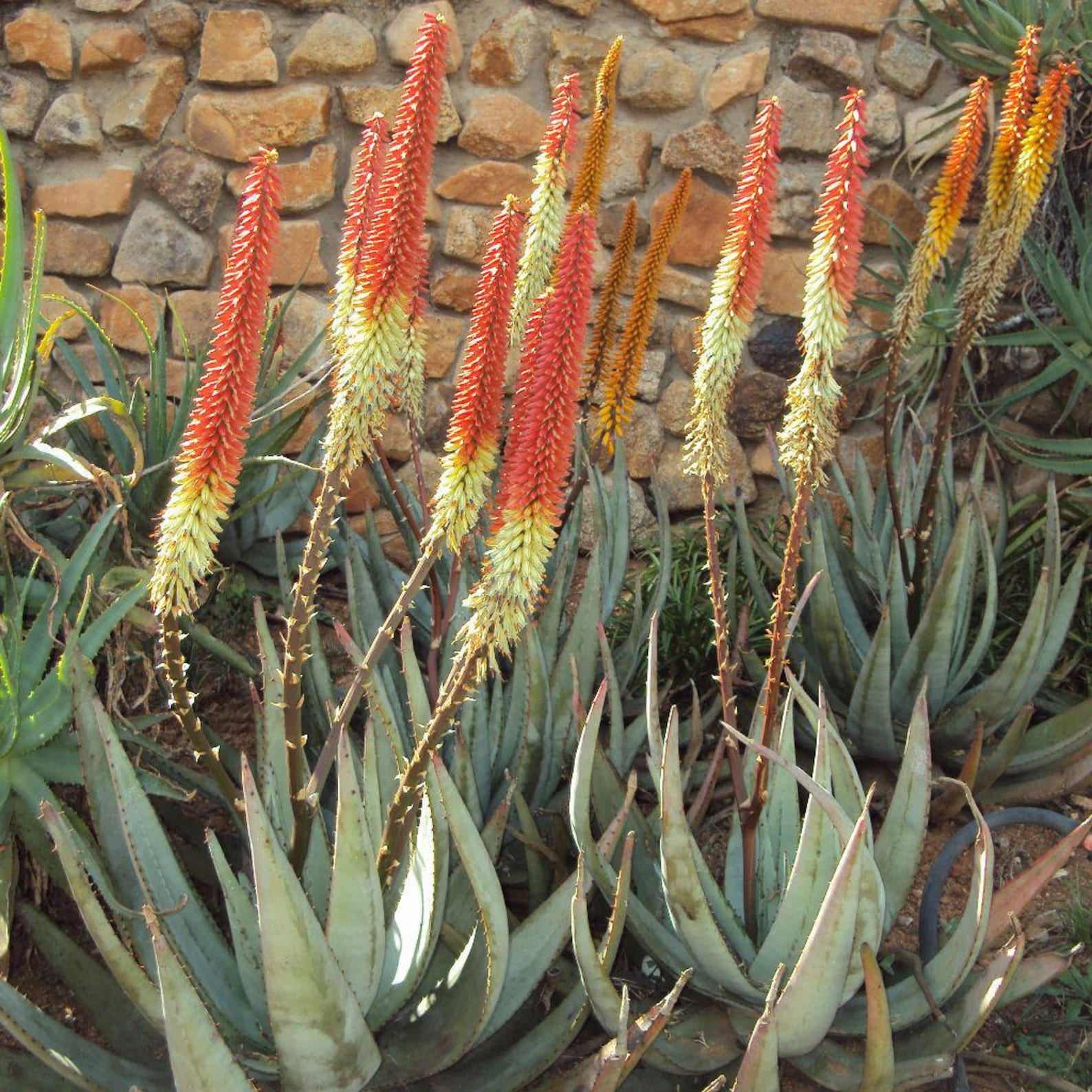 Fond of Stones Aloe Seeds (aloe Petricola) Packet of 10 Seeds - Palm ...