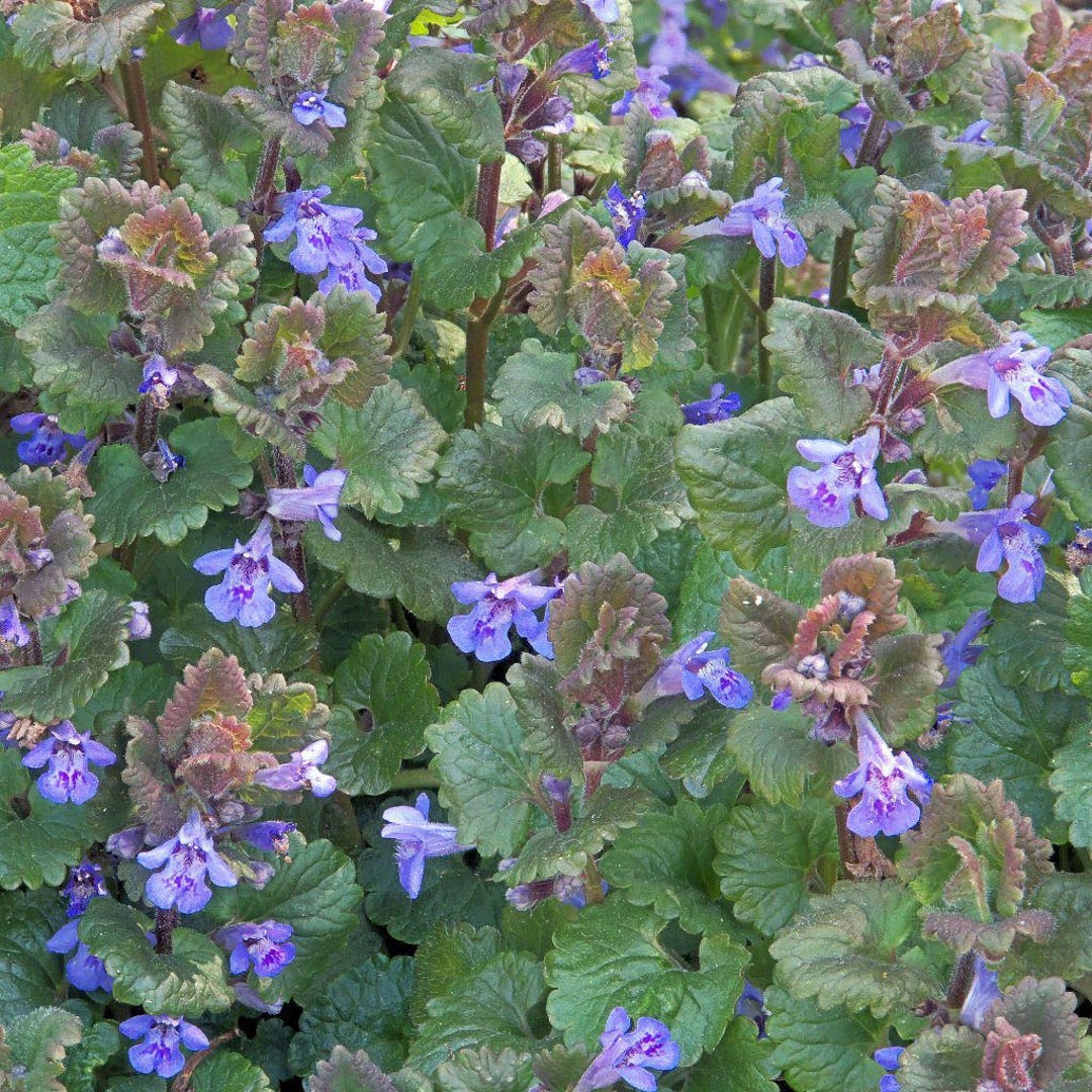 Ground Ivy Seeds (glechoma Hederacea) Packet of 10 Seeds - Palm Beach ...