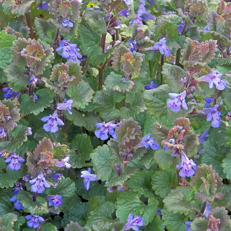 Ground Ivy Seeds glechoma Hederacea Packet of 10 Seeds - Etsy