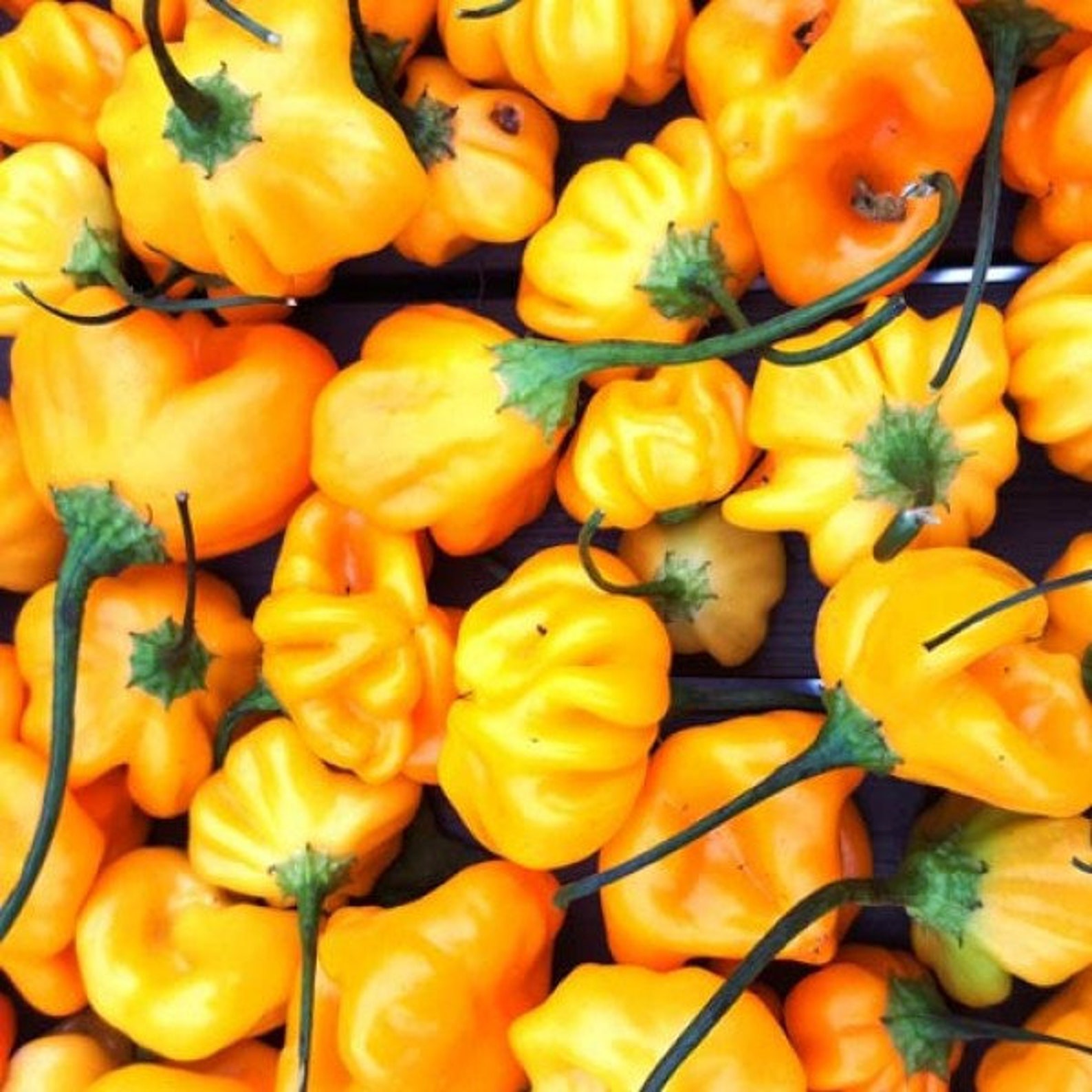 Aji Brazilian Starfish Yellow Pepper Seeds 5 Seeds in - Etsy