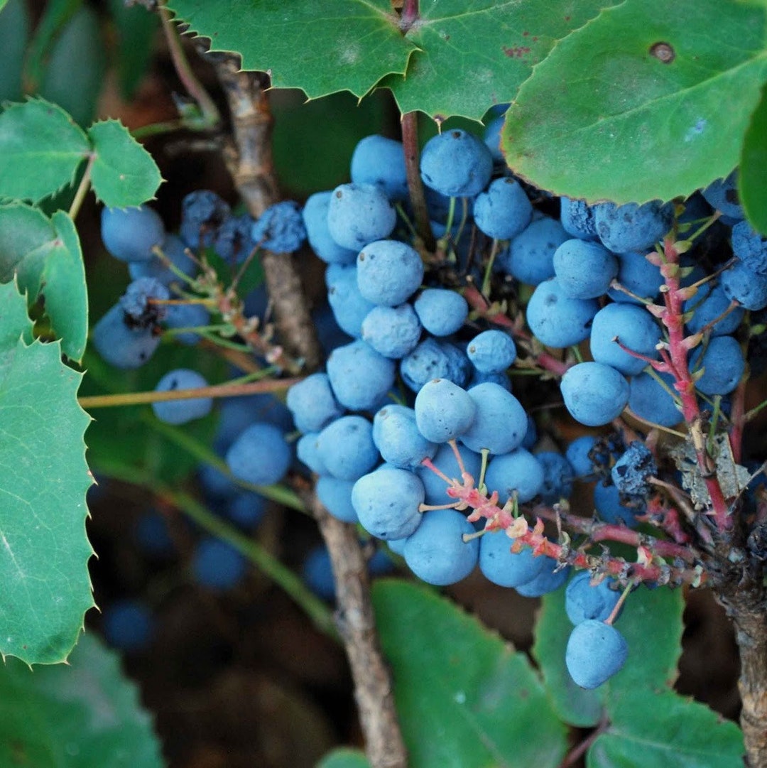 Creeping Oregon Grape Seeds (mahonia Repens) 10+ Seeds in Frozen Seed ...