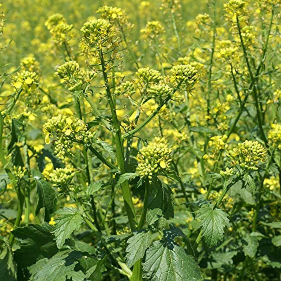 Mustard Seeds (sinapis Alba) Packet of 100 Seeds - Palm Beach Seed ...