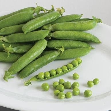 Sienna Pea Seeds (pisum Sativum) Packet of 20 Seeds - Palm Beach Seed ...