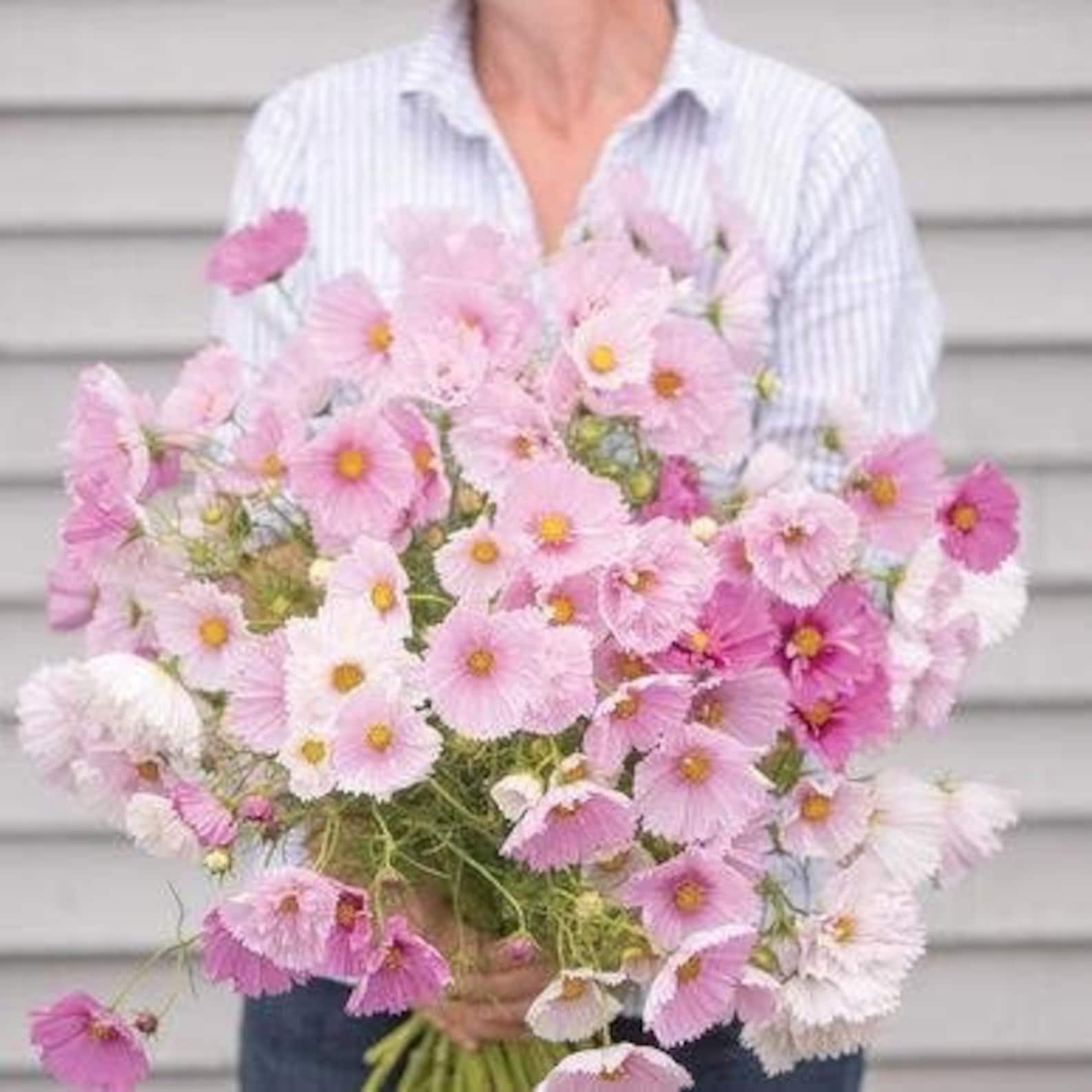 Cupcakes Mix Cosmos Seeds (cosmos Bipinnatus) Packet of 20 Seeds - Palm ...