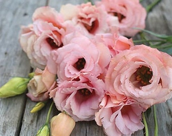 Arena III Red Pelleted Lisianthus Seeds (eustoma Grandiflorum) Packet ...