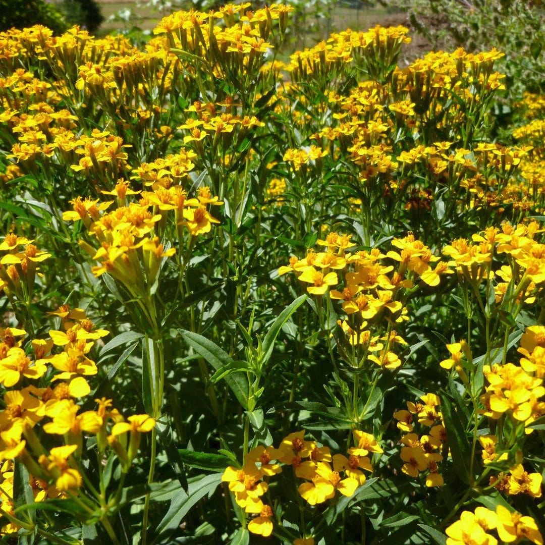 Mexican Tarragon Seeds (tagetes Lucida) 10+ seeds in Frozen Seed ...