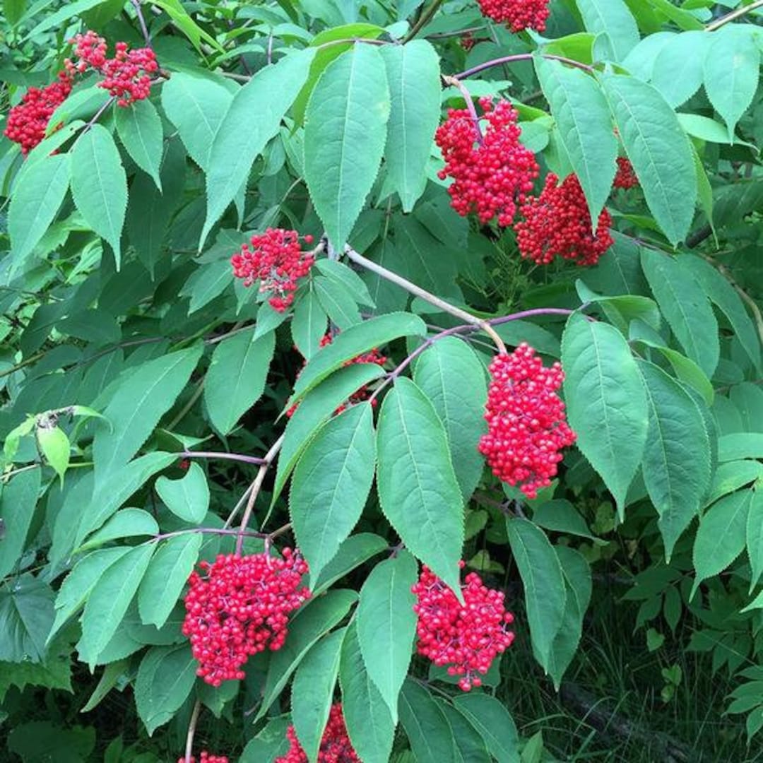 Red Elderberry Seeds (sambucus Racemosa) Packet of 50 Seeds - Palm ...
