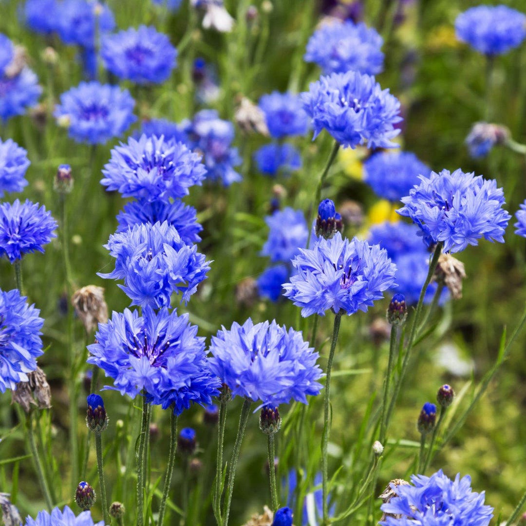 Cornflower Seeds (centaurea Cyanus) Packet of 50 Seeds - Palm Beach ...