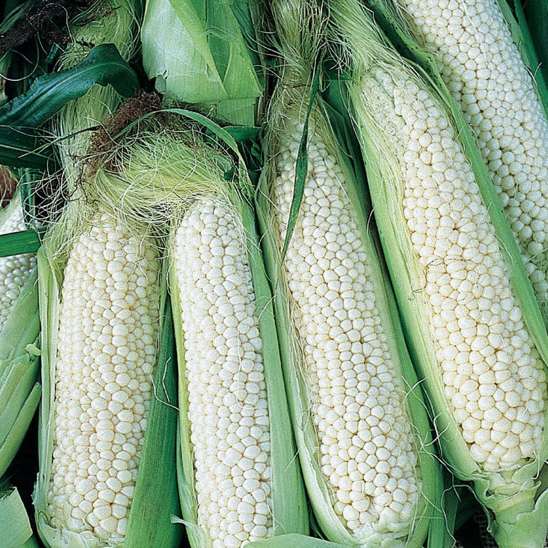 Country Gentleman Sweet Corn Seeds - Packet of 30+ Rare Garden Seeds ...