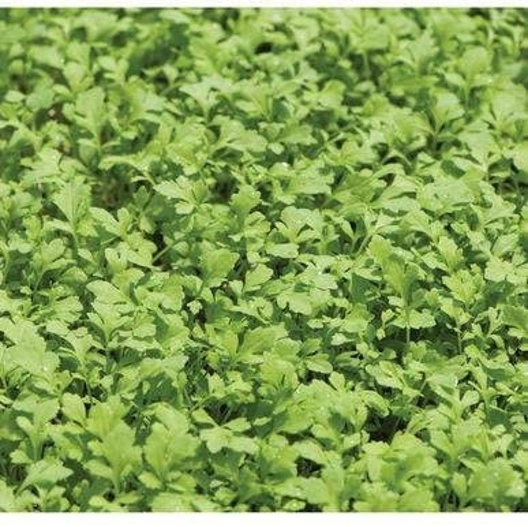 Cressida Cress Micro Green Seeds (lepidium Sativum) Packet of 200 Seeds ...
