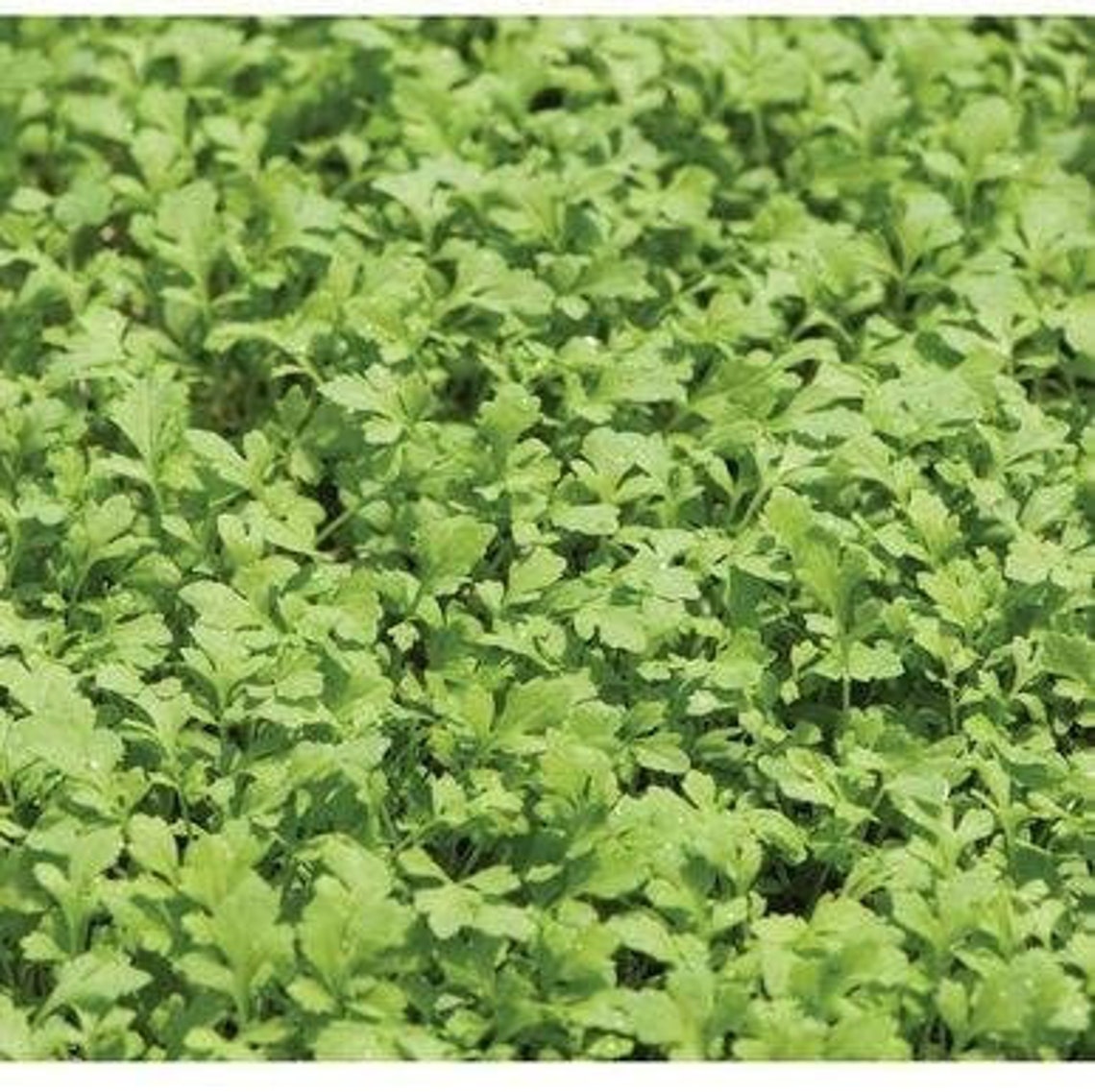 Cressida Cress Micro Green Seeds lepidium Sativum 200 Seeds - Etsy