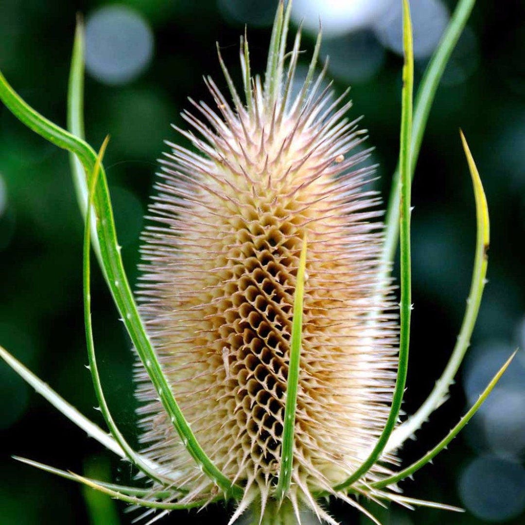 Teasle Seeds (dipsacus Sylvestris) Packet of 30 Seeds - Palm Beach Seed ...