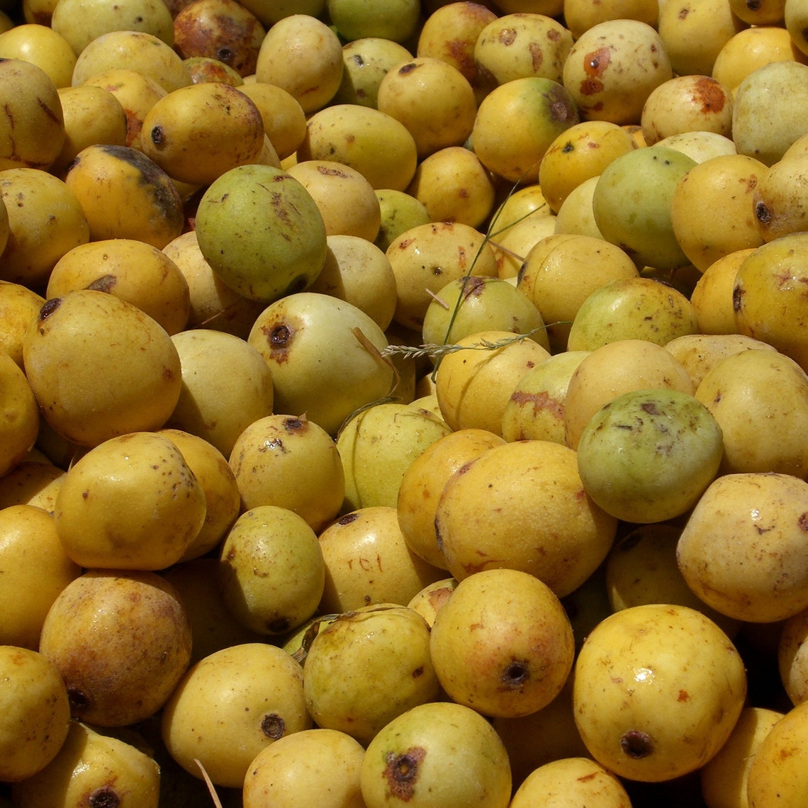 African Marula Tree Seeds sclerocarya Birrea Packet of 2 | Etsy