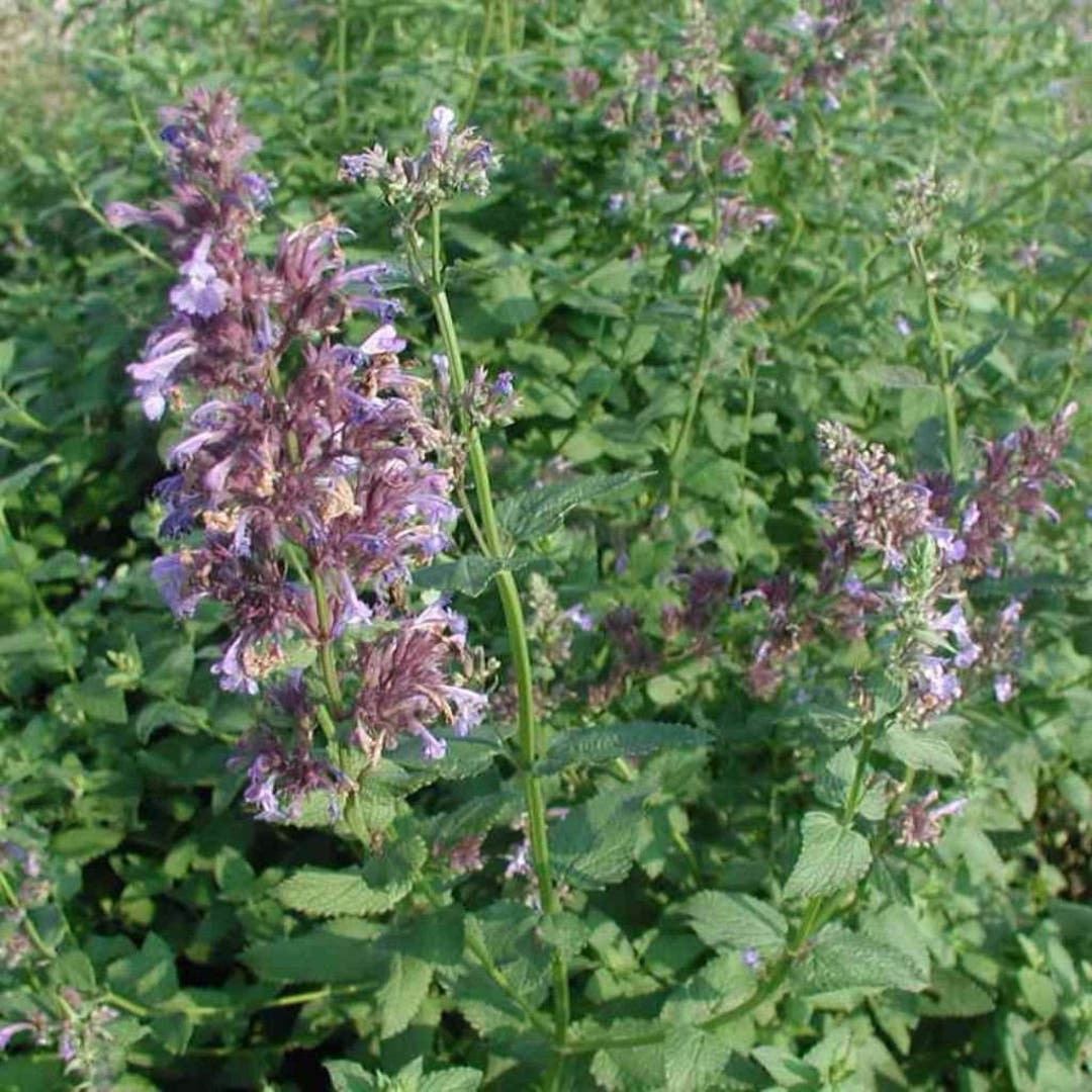 Greek Catnip Seeds nepeta Parnassica Packet of 50 Seeds - Etsy