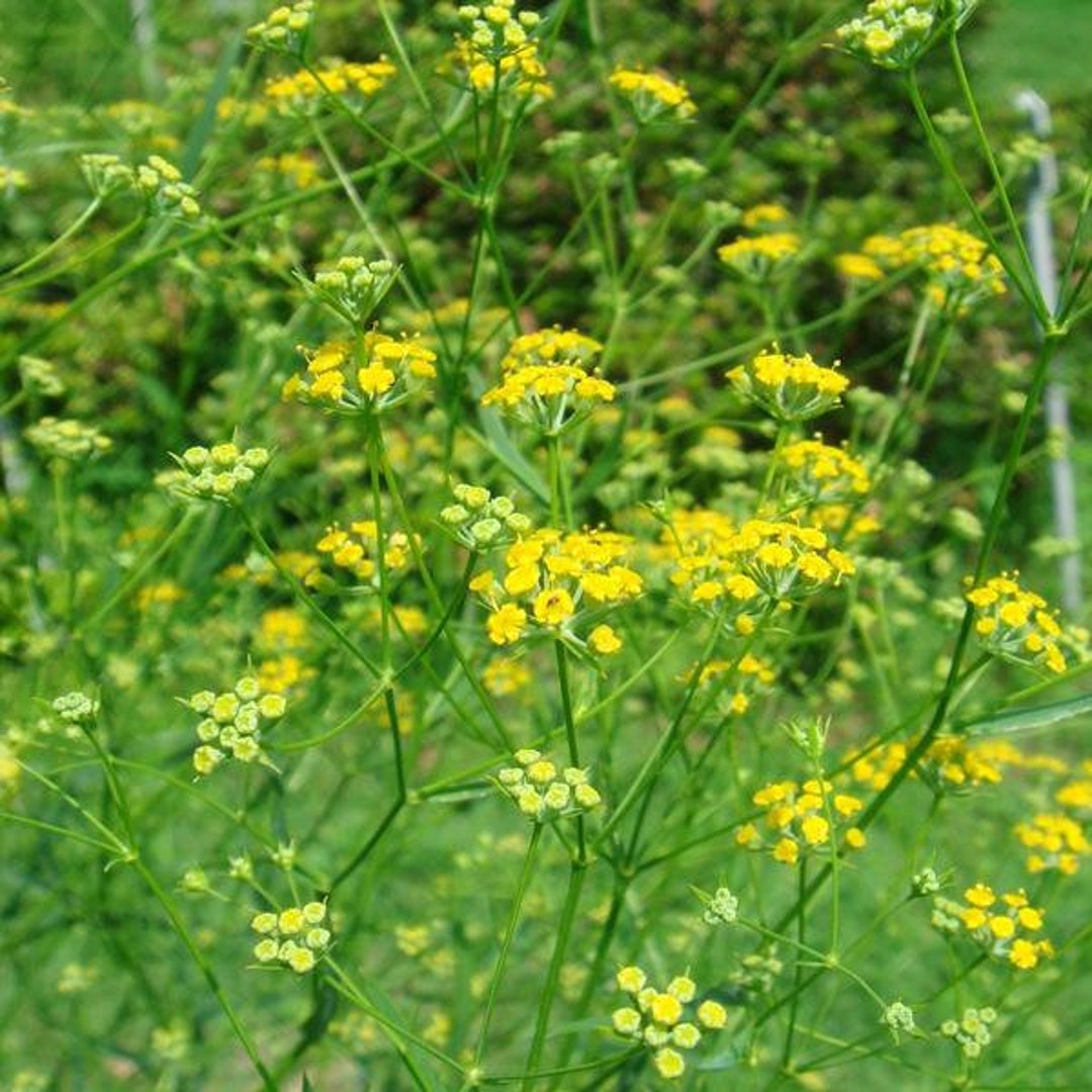 Bupleurum Seeds (bupleurum Falcatum) 100+ Seeds in Frozen Seed Capsules ...