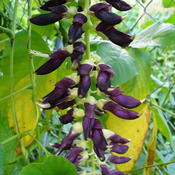 Velvet Bean Seeds mucuna Pruriens Packet of 5 Seeds Palm - Etsy Canada