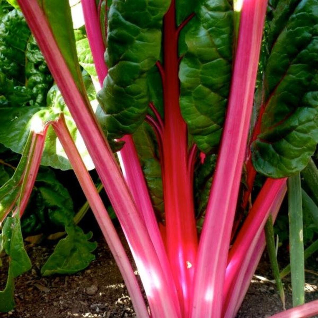 Flamingo Pink Swiss Chard Seeds - 20+ Seeds in Frozen Seed Capsules ...