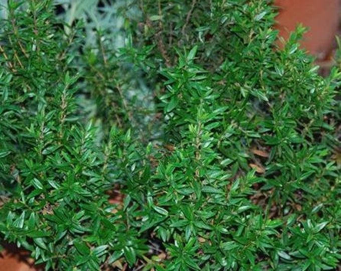 Dwarf Myrtle Seeds myrtus Communis Compacta Packet of 10 Seeds Palm ...