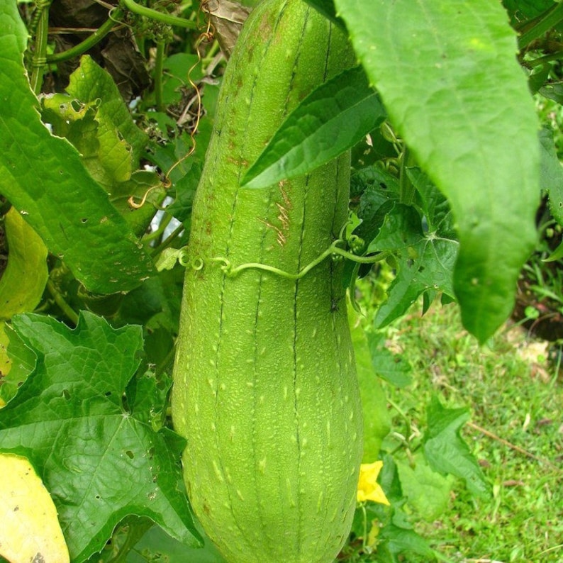Loofah Seeds luffa Cylindrica Packet of 20 Seeds Palm - Etsy