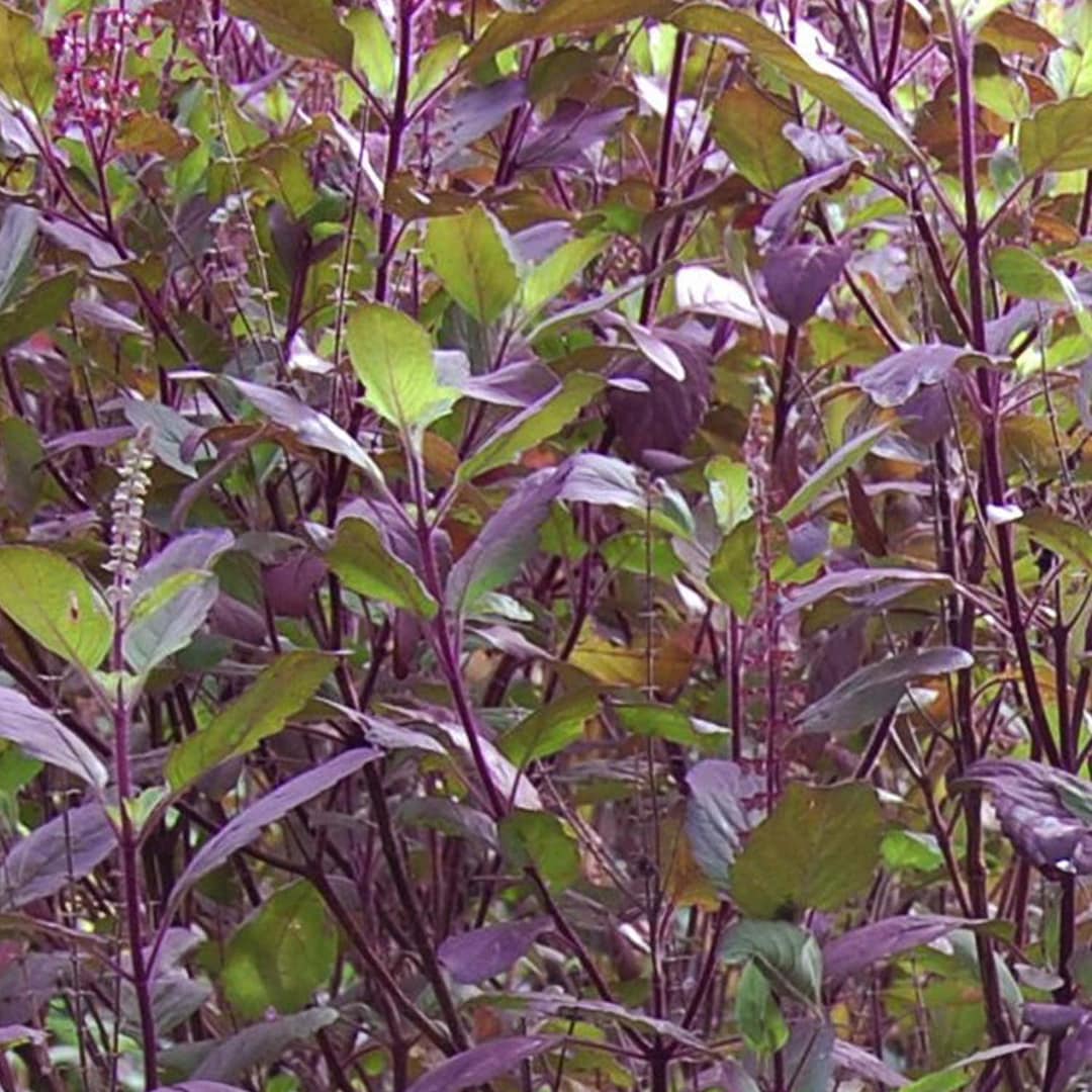 Krishna Tulsi Basil Seeds; Red Holy Basil (ocimum Sanctum) 50+ seeds in ...