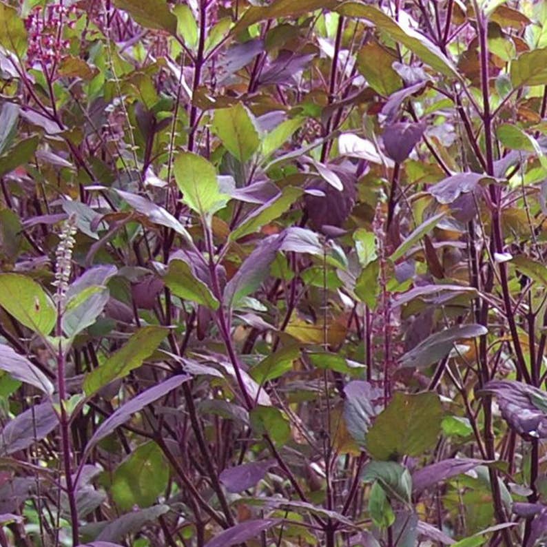 Krishna Tulsi Basil Seeds; Red Holy Basil (ocimum Sanctum) 50+ seeds in ...