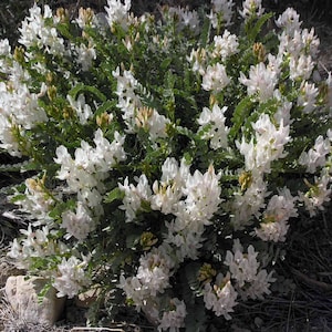Astragalus Seeds (astragalus Membranaceus) 50+ Seeds in Frozen Seed ...