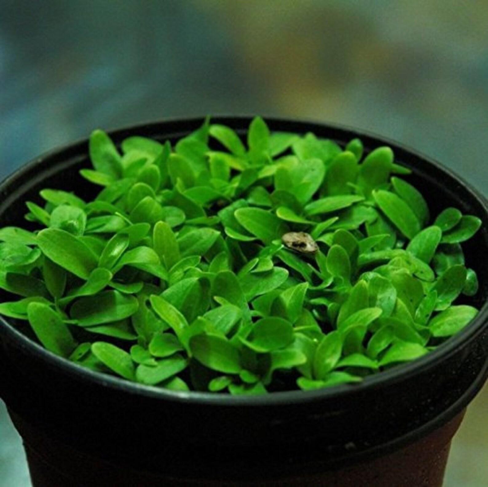 Noni Tree Seeds (morinda Citrifolia) Packet of 10 Seeds - Palm Beach ...