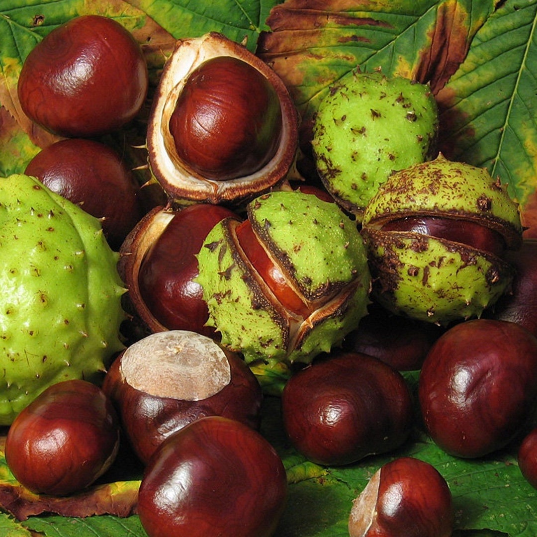 Horse Chestnut Seeds (aesculus Hippocastanum) Packet of 3 Seeds - Palm ...