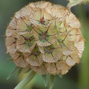 Paper Moon Starflower Seeds (scabiosa Stellata) Packet of 40 Seeds ...