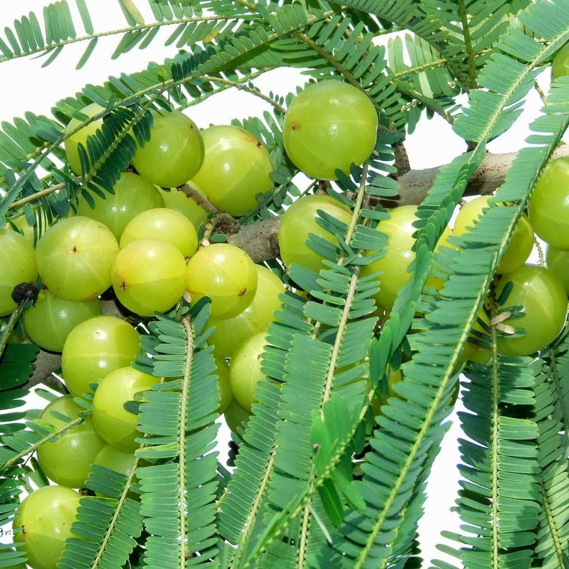 Amla Seeds emblica Officinalis Packet of 10 Seeds Palm - Etsy