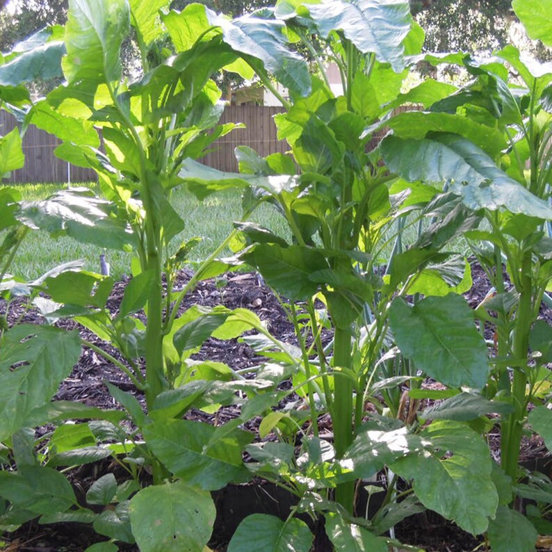 Green Callaloo Amaranth Seeds amaranthus Viridis 30 Seeds - Etsy