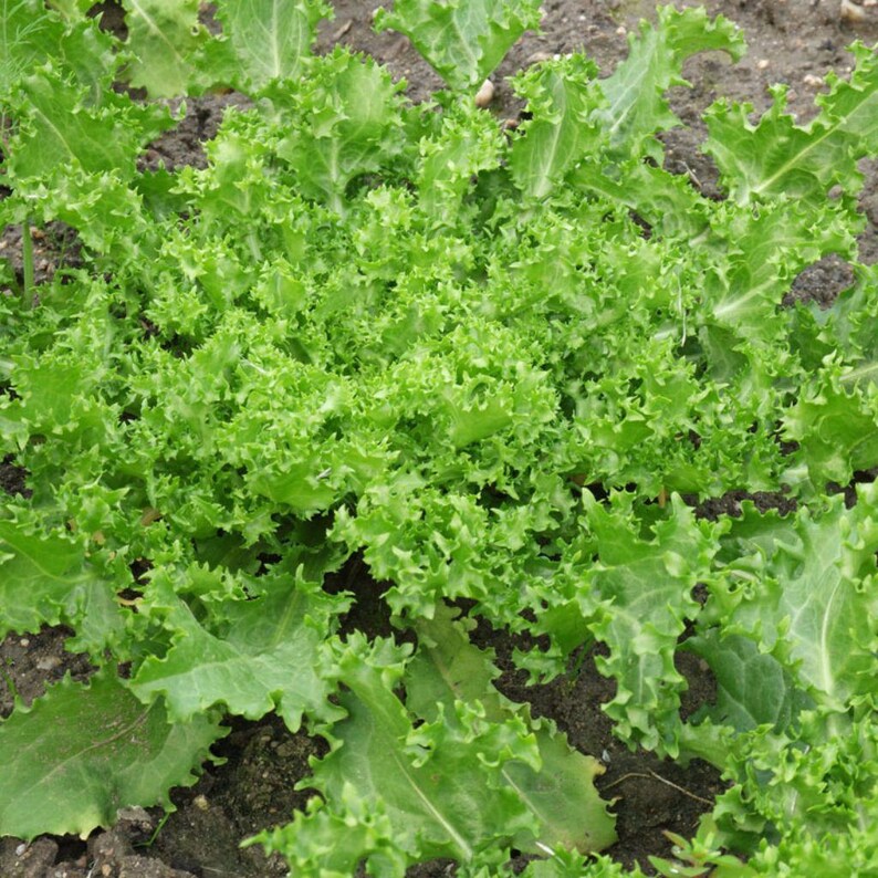 Golden Giant Escarole Seeds cichorium Endiva Packet of 30 - Etsy UK