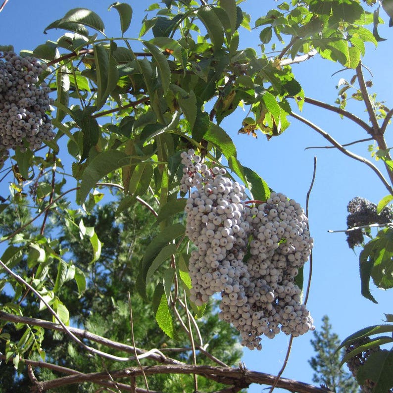 Mexican Elderberry Seeds sambucus Mexicana Packet of 10 - Etsy