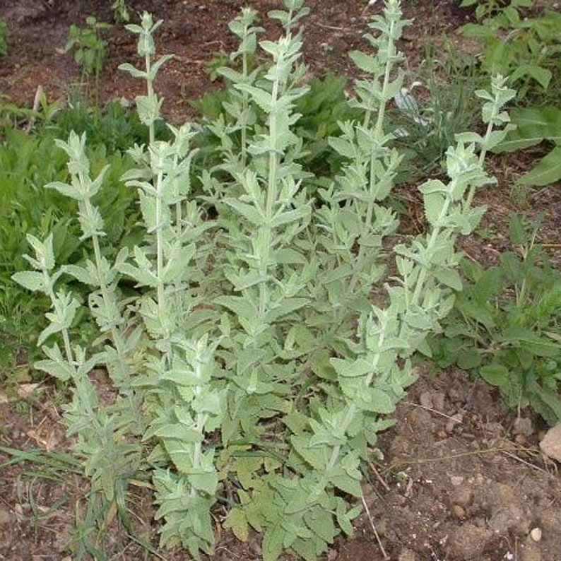 Greek Catnip Seeds nepeta Parnassica Packet of 50 Seeds | Etsy