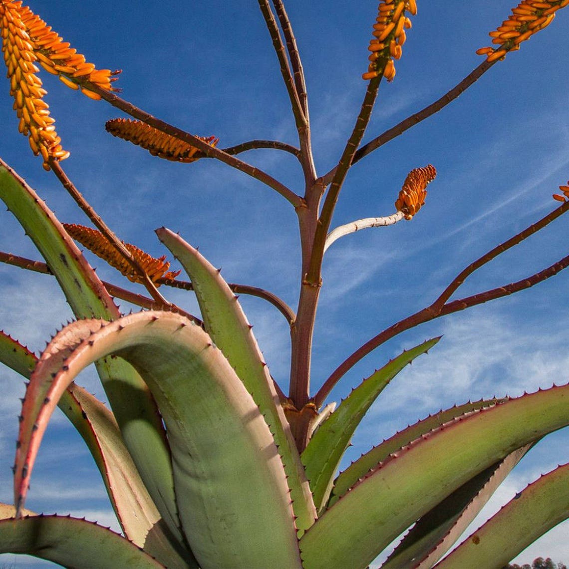 Fond of Stones Aloe Seeds aloe Petricola Packet of 10 Seeds - Etsy