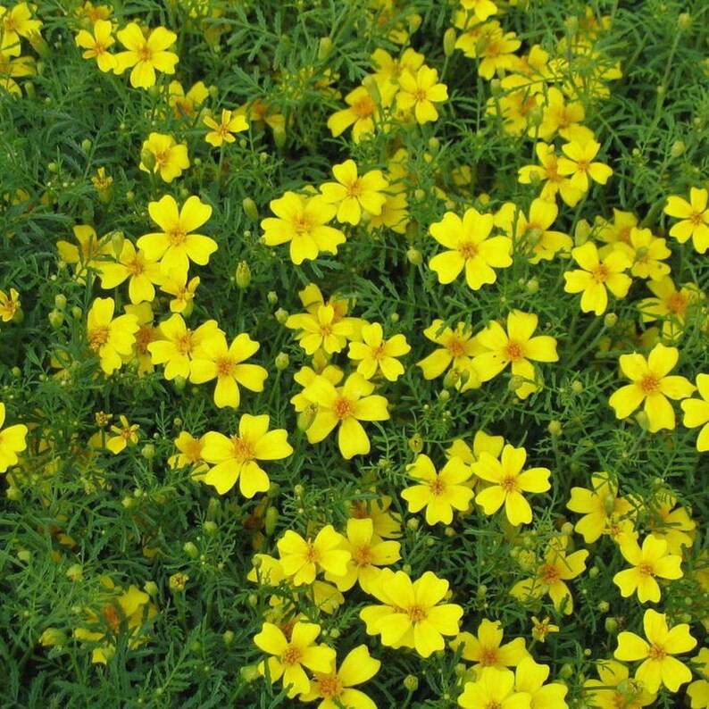 Lemon Gem Marigold Seeds tagetes Tenuifoliae Packet of 20 - Etsy