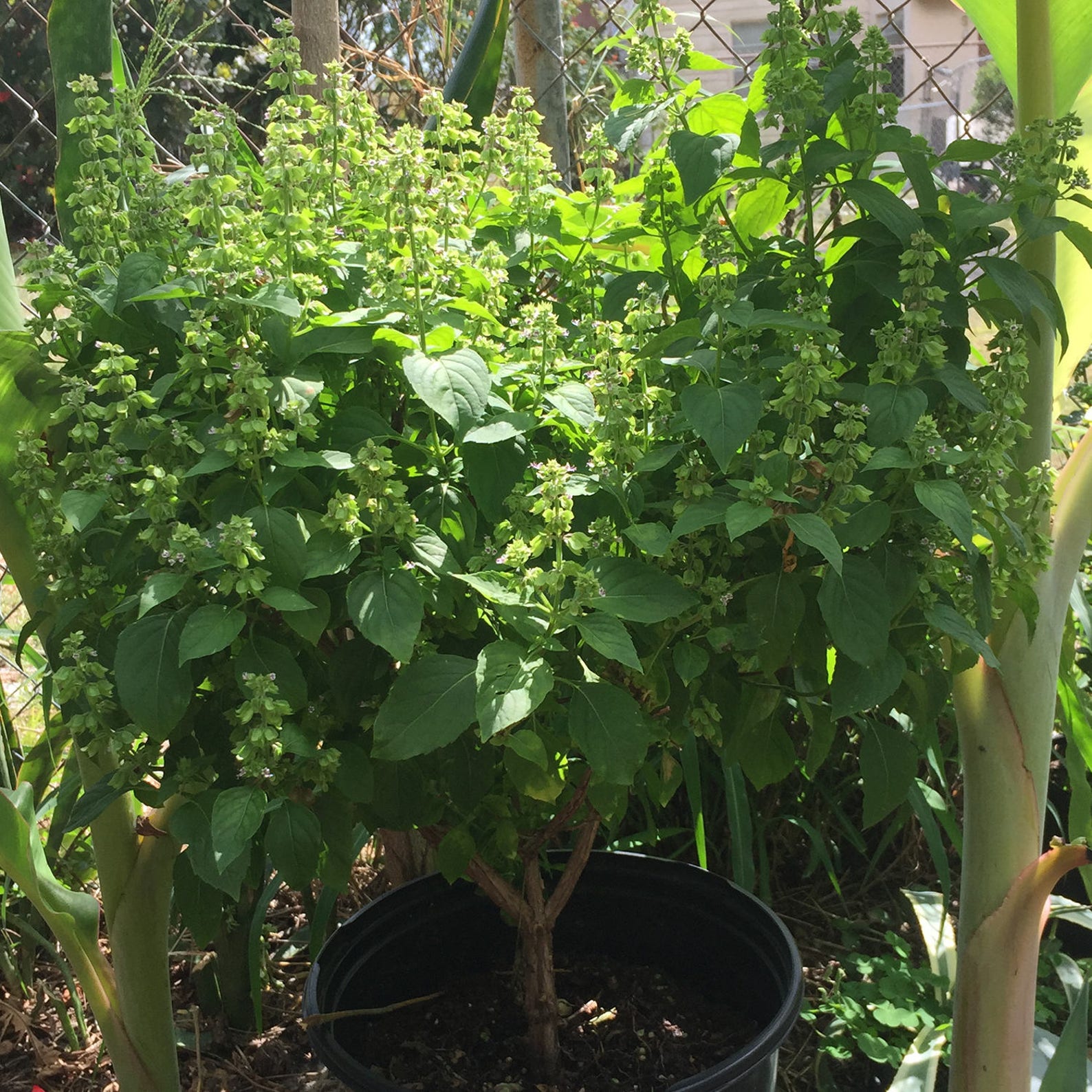 Peruvian Basil Seeds ocimum Micranthum Packet of 100 Seeds - Etsy