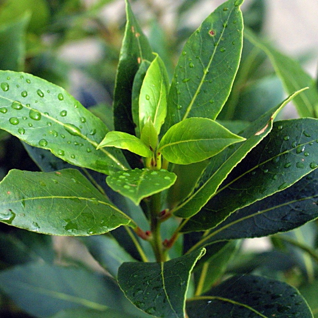 Bay Laurel Seeds (laurus Nobilis) Packet of 2 Seeds - Palm Beach Seed ...