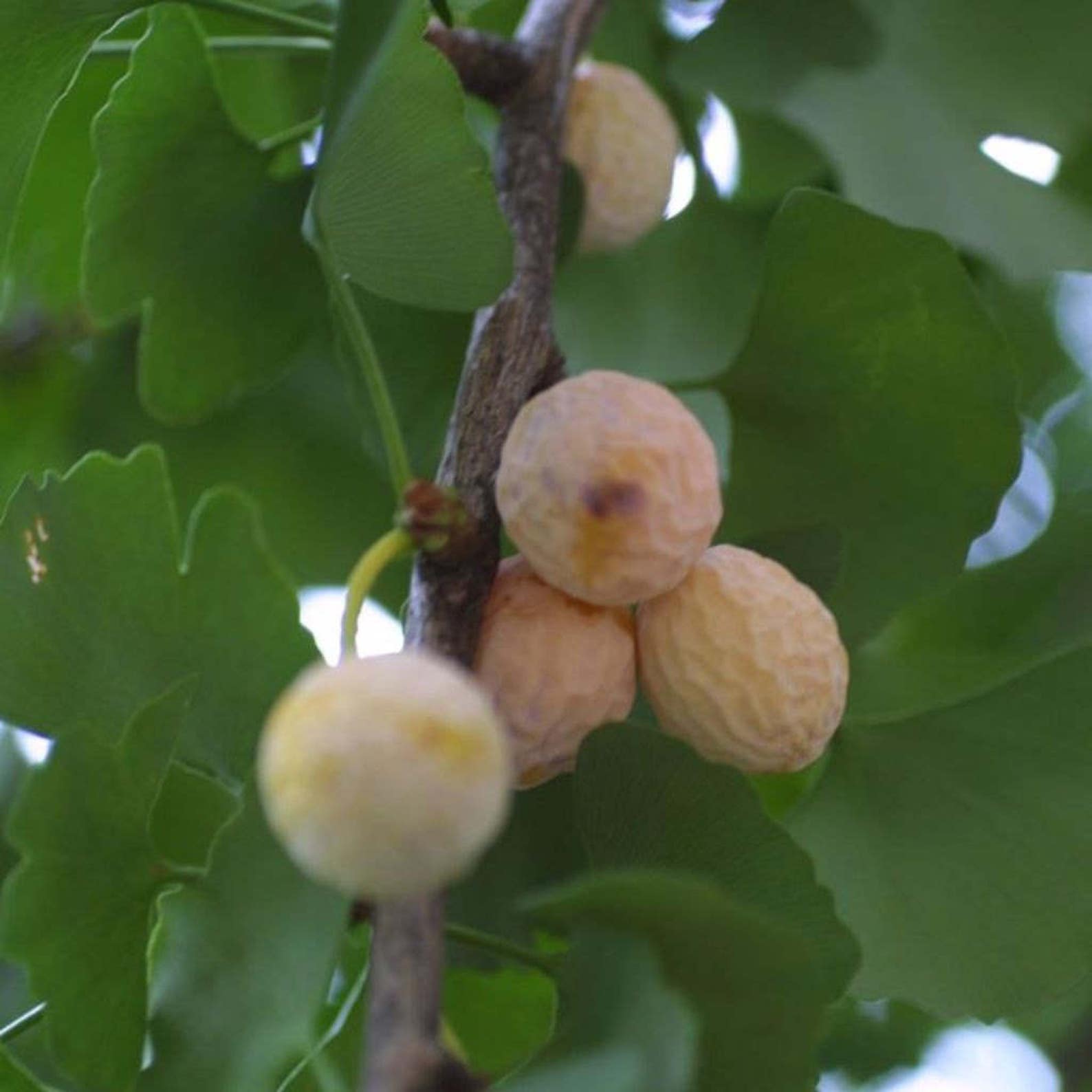 Ginkgo Seeds ginkgo Biloba Packet of 5 Seeds Palm Beach - Etsy