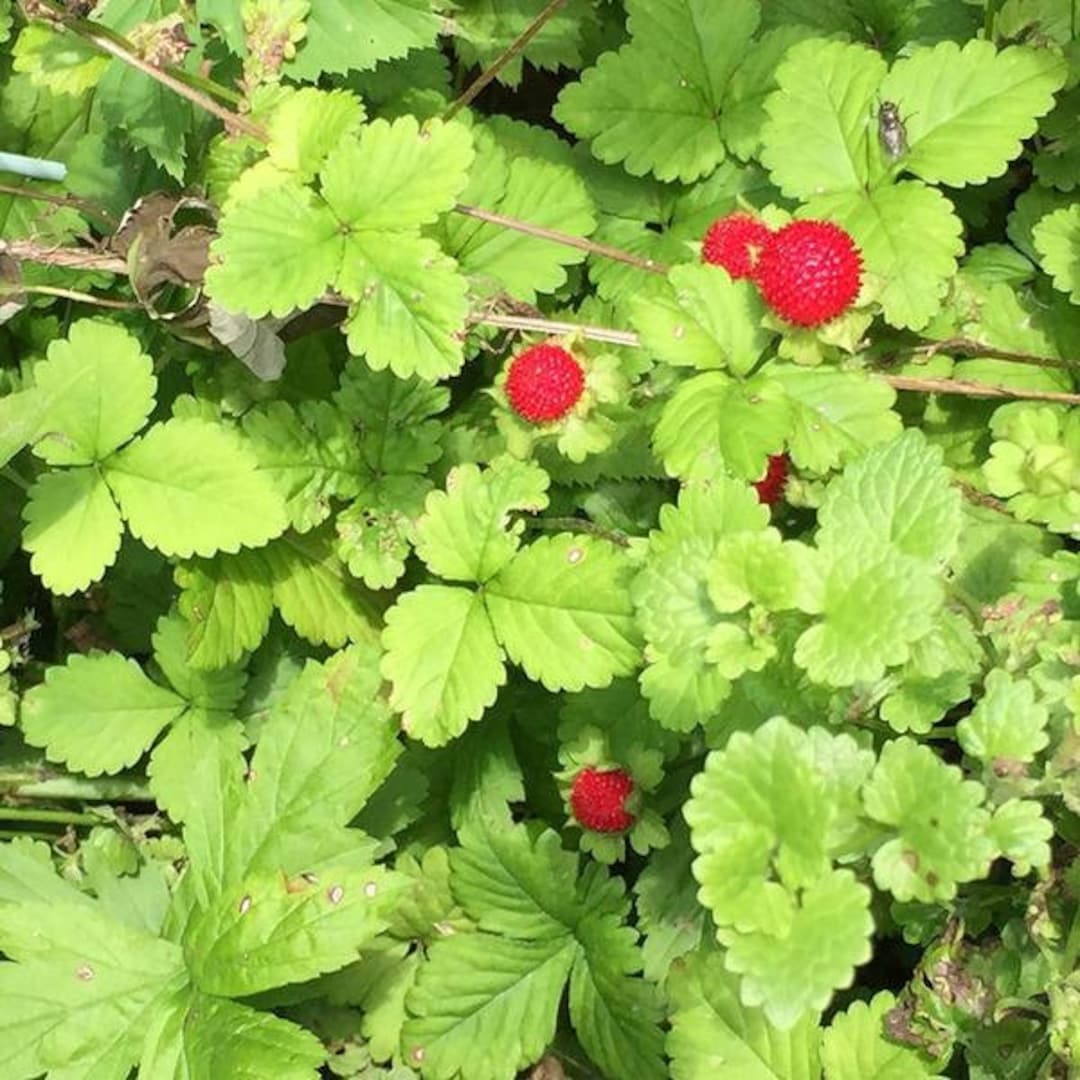 Woodland Wild Strawberry Seeds (fragaria Vesca) Packet of 100 Seeds ...