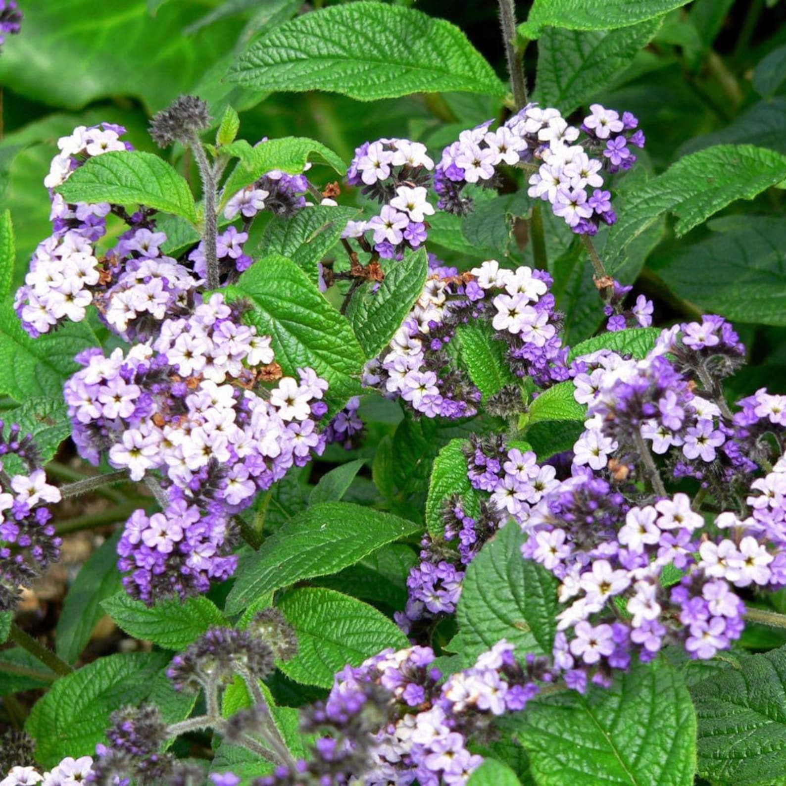 Heliotrope Seeds heliotropium Arborescens Packet of 40 - Etsy