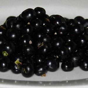 Garden Huckleberry Seeds (solanum Melanocerasum) 30+ Seeds in Frozen ...
