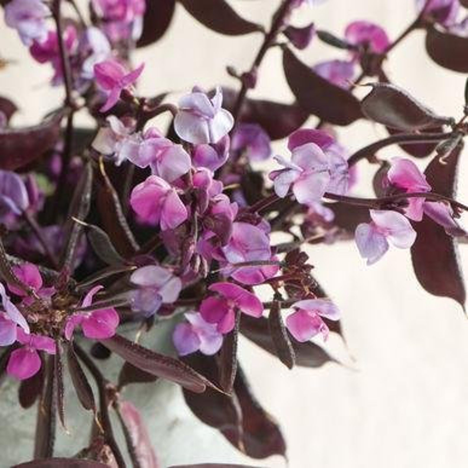Ruby Moon Hyacinth Bean Seeds (dolichos Lablab) Packet of 5 Seeds ...