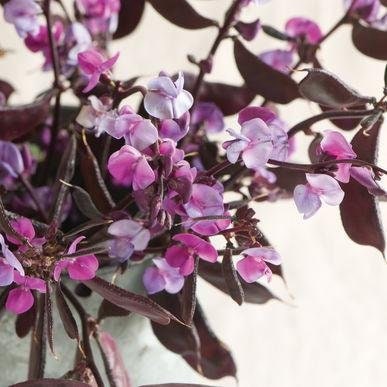 Ruby Moon Hyacinth Bean Seeds (dolichos Lablab) Packet of 5 Seeds ...