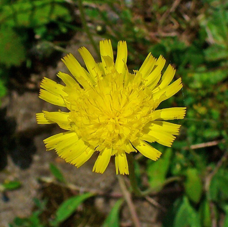 Mouse-ear Hawkweed Seeds hieracium Pilosella 20seeds in - Etsy