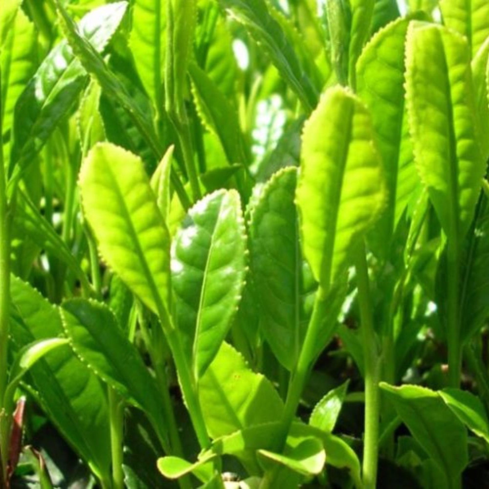 Tea Plant Seeds camellia Sinensis Packet of 3 Seeds Palm - Etsy